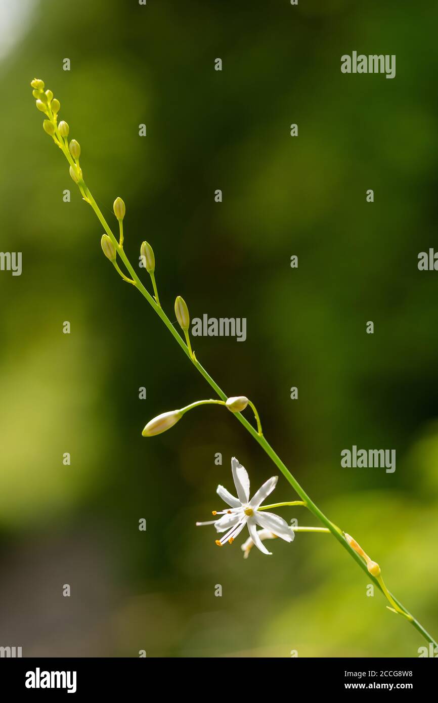 White funnel lily, also called white parade lily or alpine paradise ...