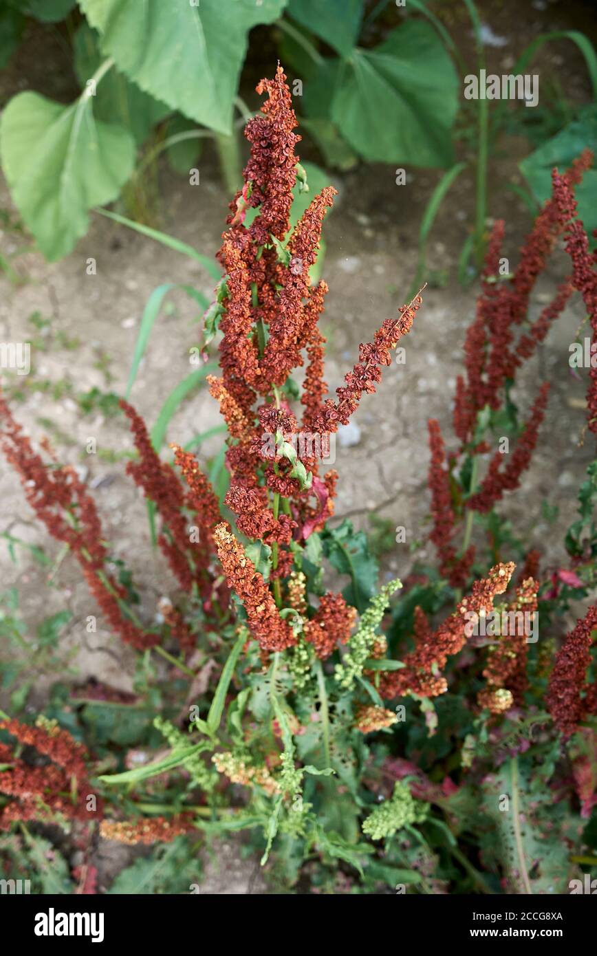 Dock seed hi-res stock photography and images - Alamy