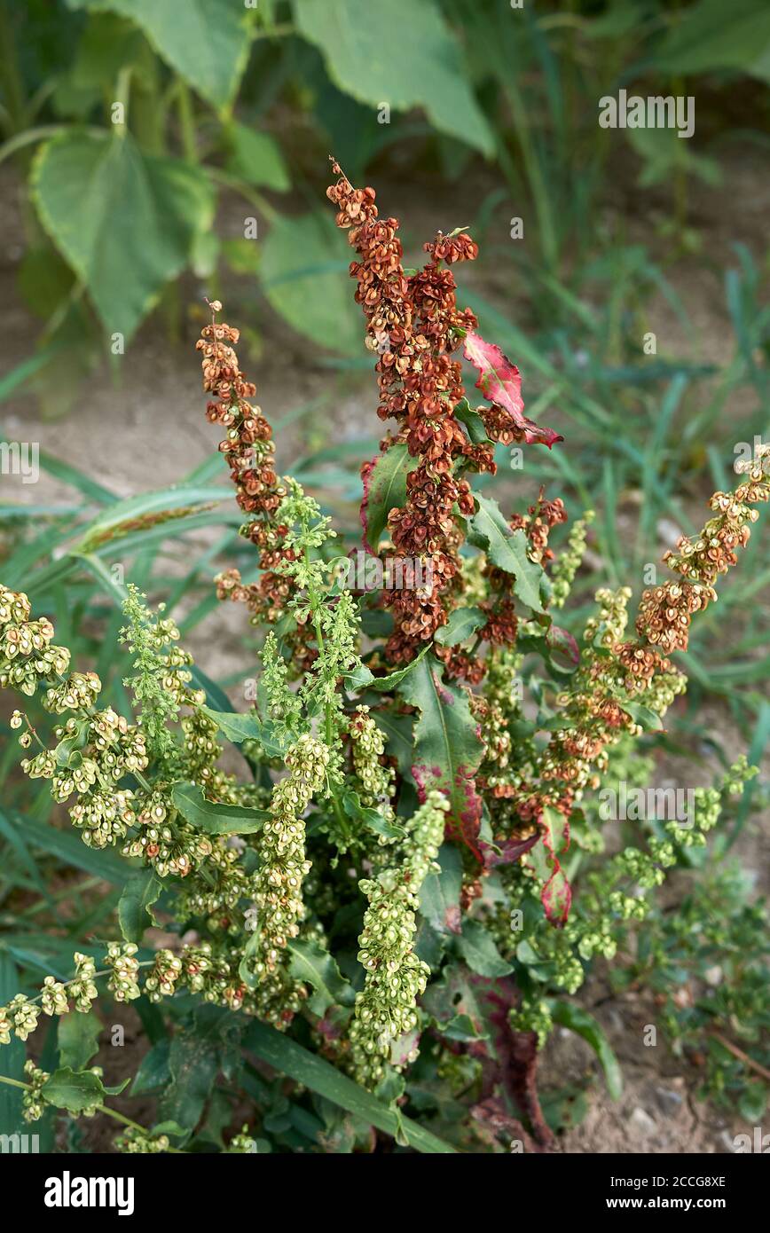Yellow dock rumex hi-res stock photography and images - Alamy