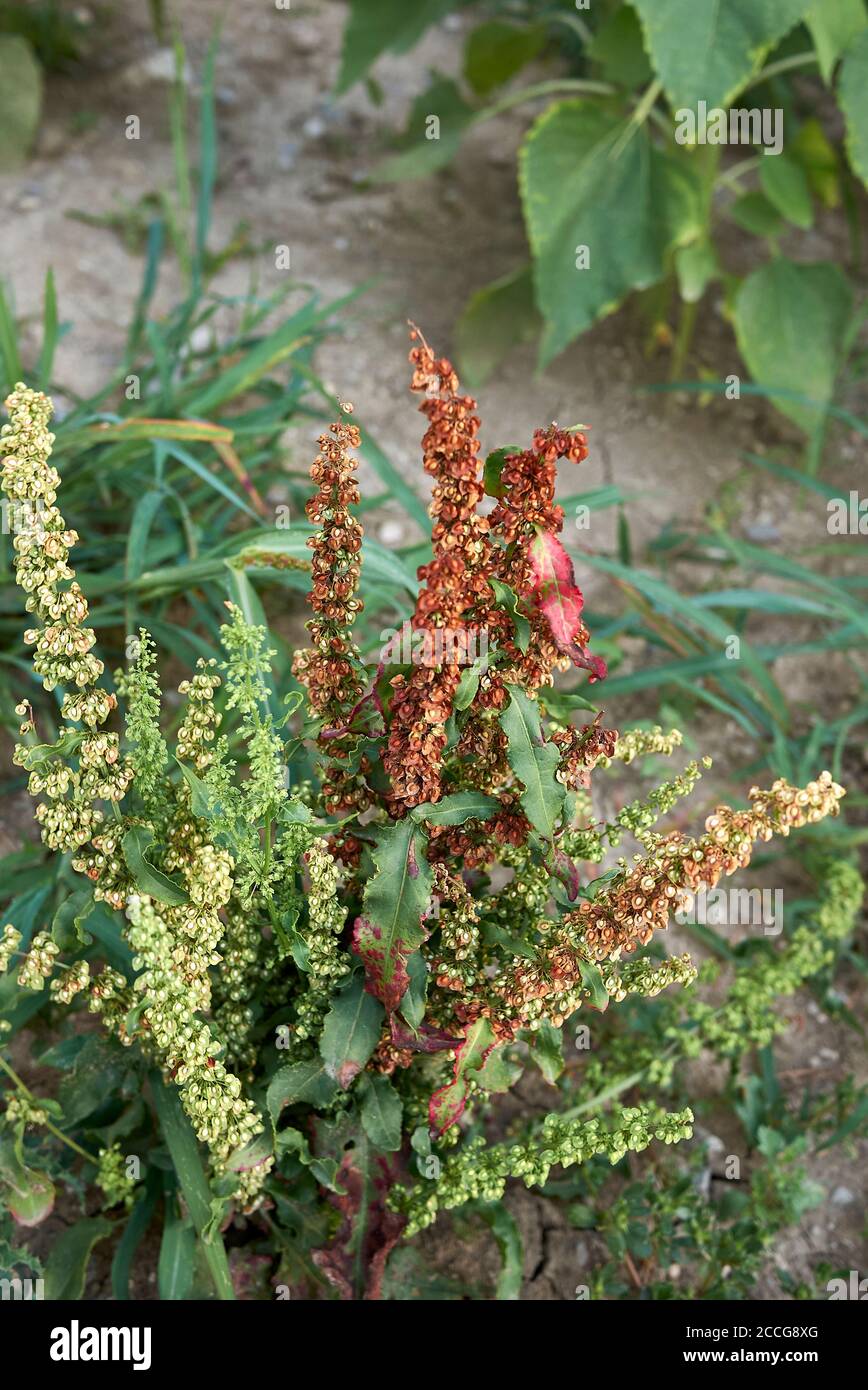 Rumex crispus close up with fresh and dry seeds Stock Photo - Alamy