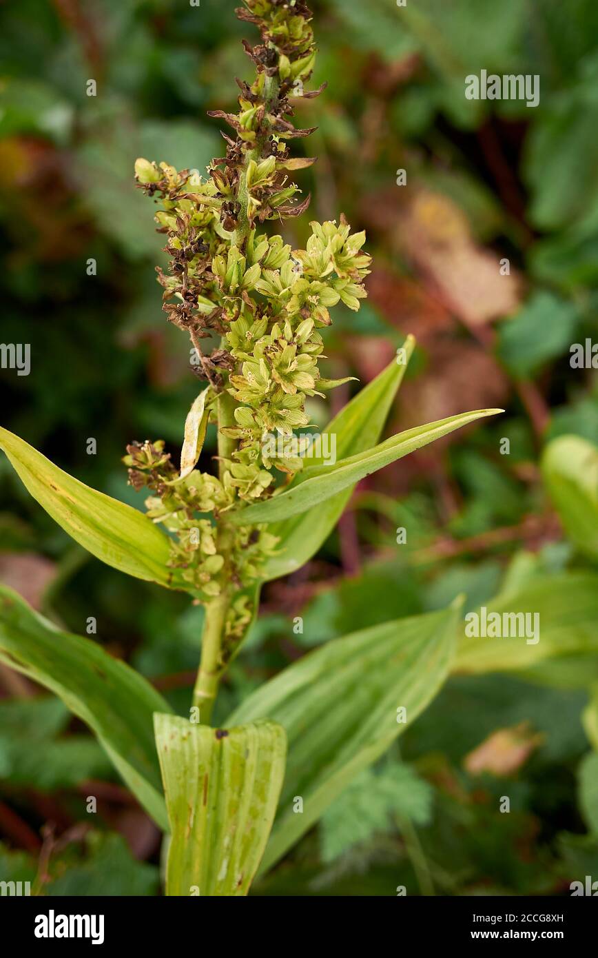 White veratrum hi-res stock photography and images - Alamy