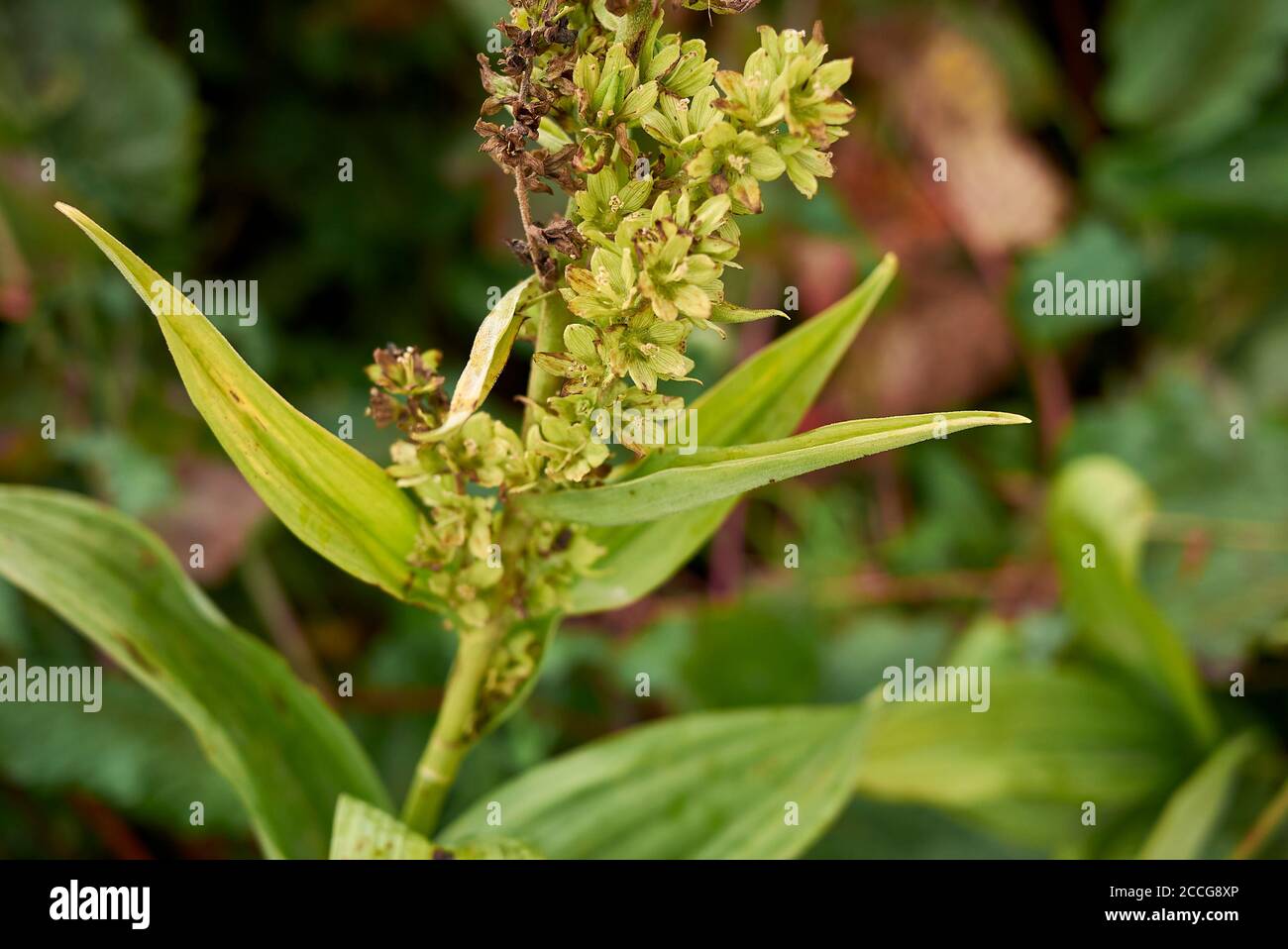 White hellebore european veratrum hi-res stock photography and images ...