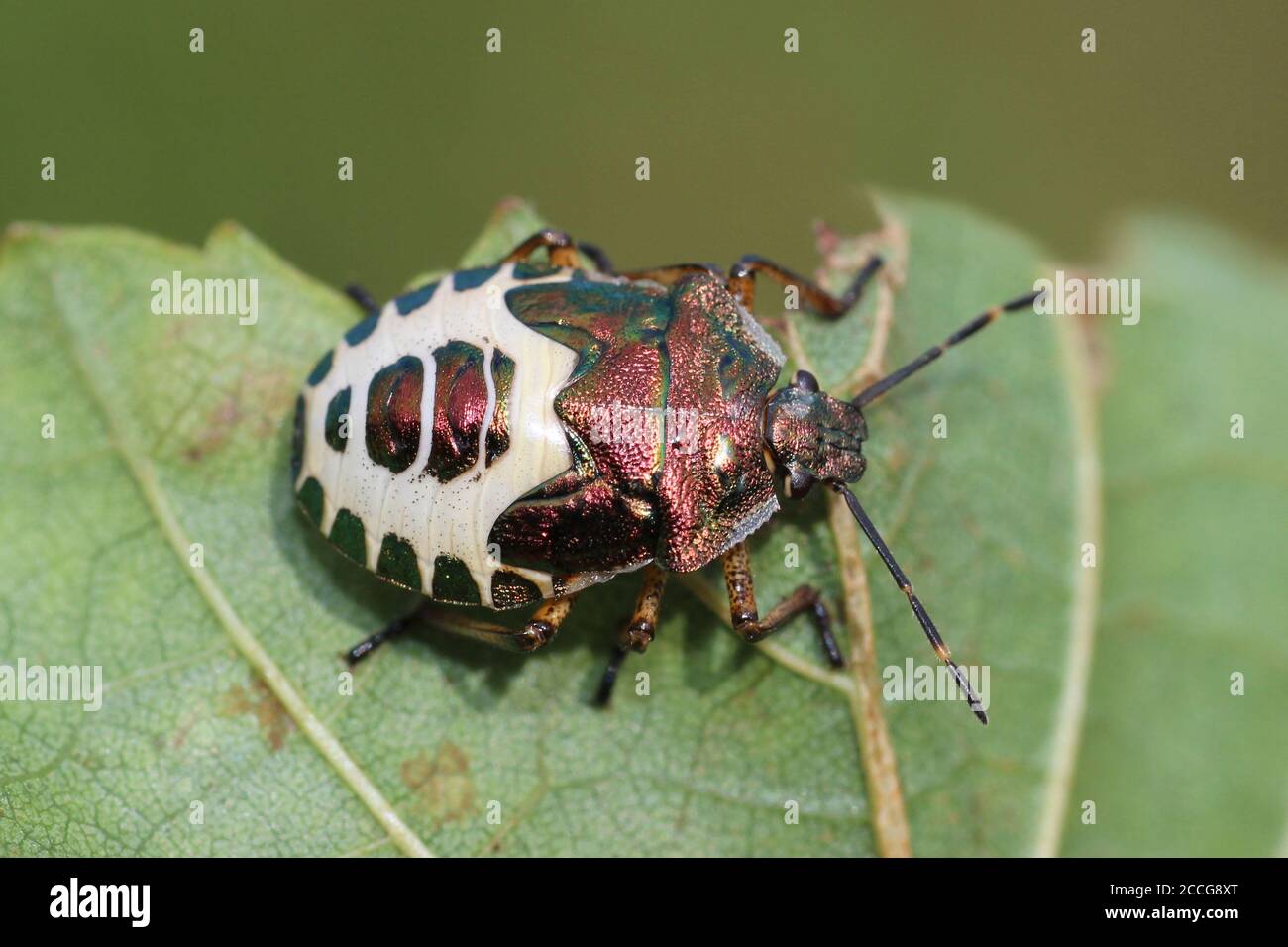 Bronze Shieldbug - Troilus luridus nymph final instar cream form Stock ...