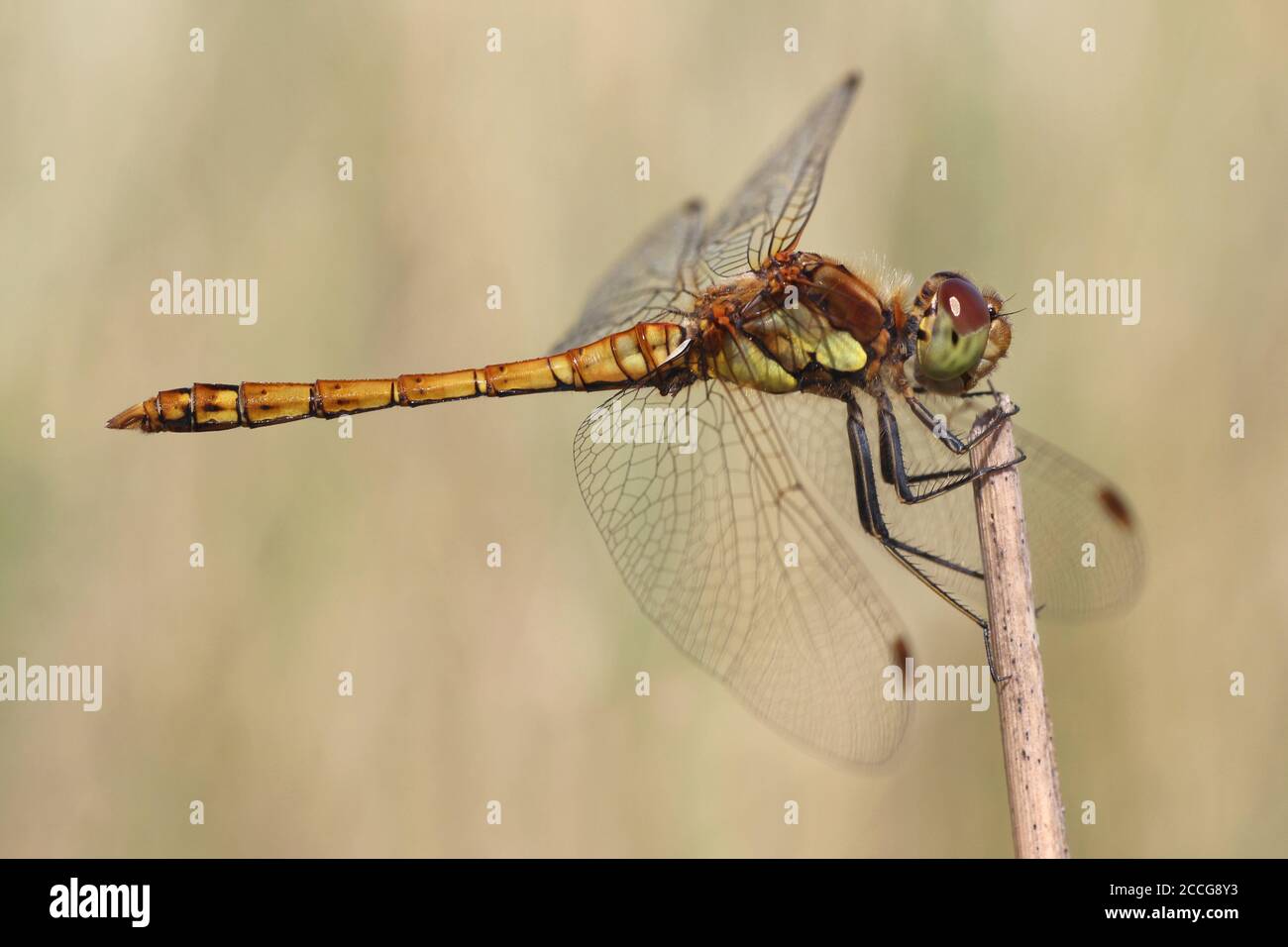 Common Darter (Sympetrum striolatum) - teneral Stock Photo - Alamy