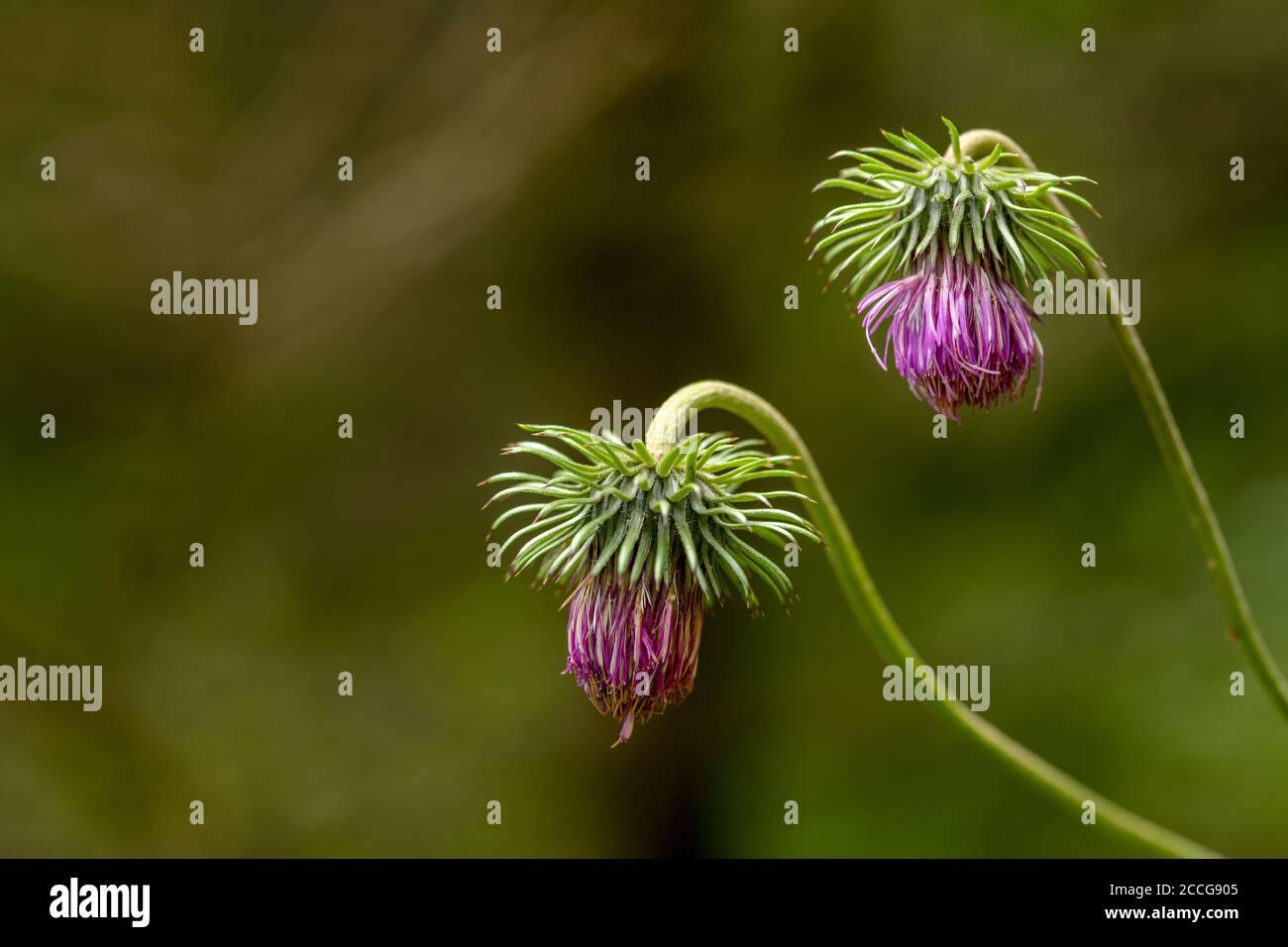 Barbed thistles hi-res stock photography and images - Alamy