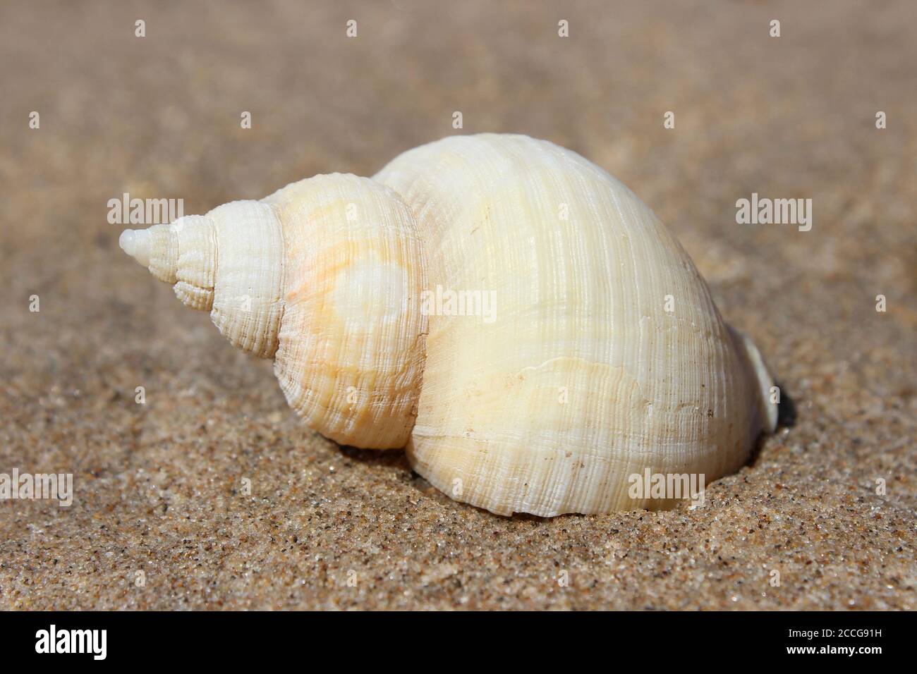 Marine gastropods hi-res stock photography and images - Alamy