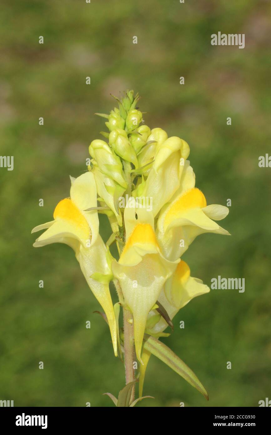 Common Toadflax Linaria vulgaris Stock Photo - Alamy