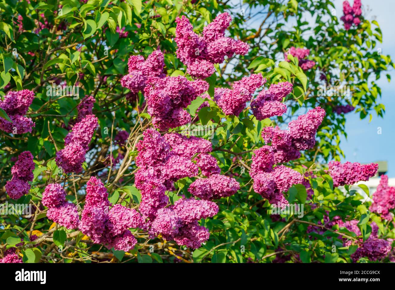 Beautiful lilac purple flowers blooming in the garden Stock Photo - Alamy