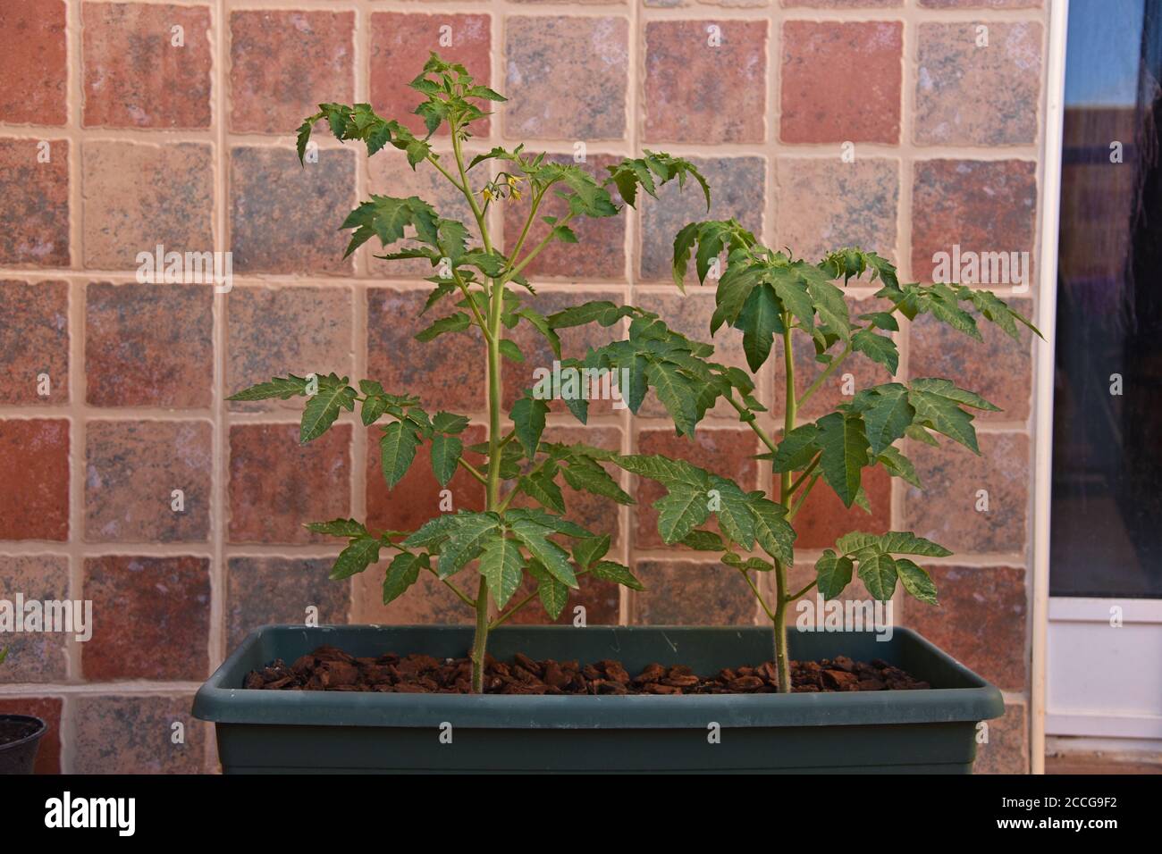 Growing cherry tomato plants in a pot on the balcony Stock Photo - Alamy