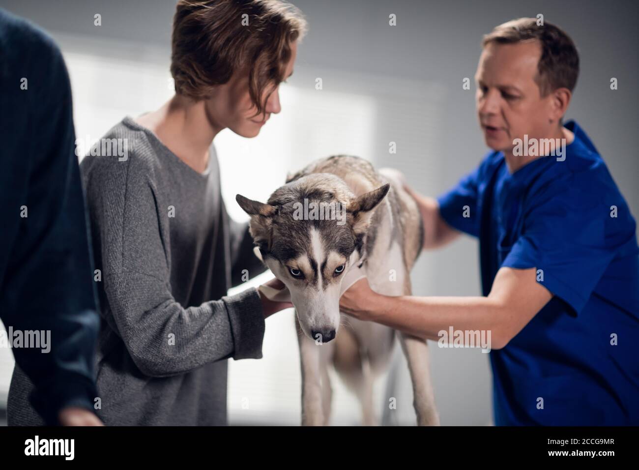 Veterinary care concept. A professional male veterinarian doctor ...