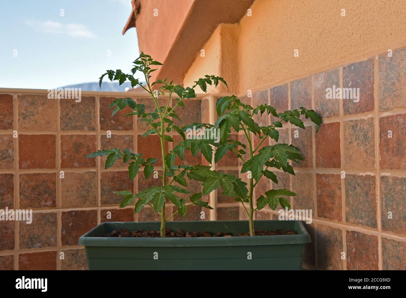 Growing cherry tomatoes on the balcony Stock Photo - Alamy