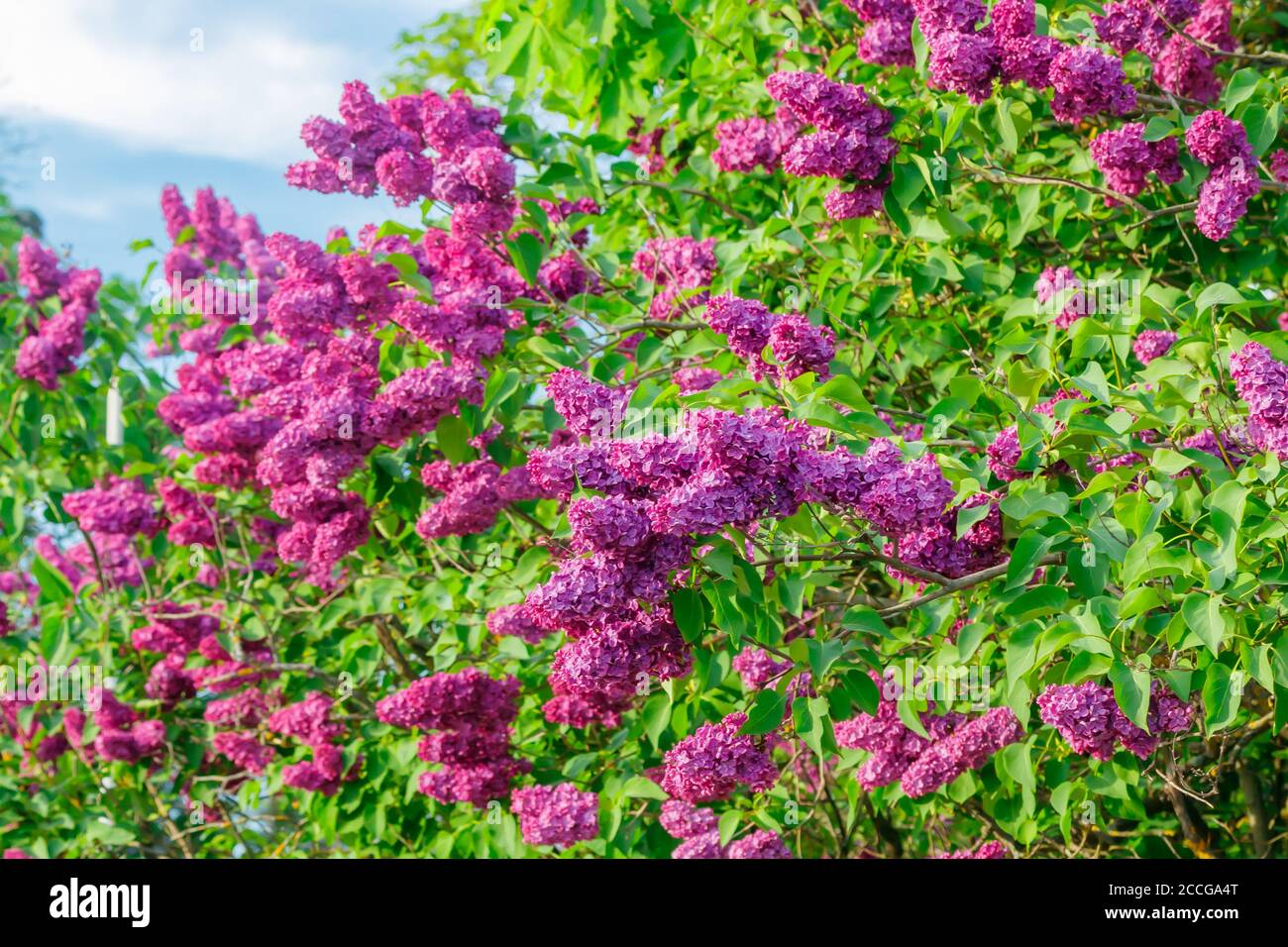 Beautiful lilac purple flowers blooming in the garden Stock Photo - Alamy