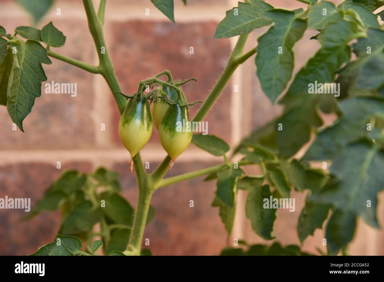 Cherry tomato plant balcony hi-res stock photography and images - Alamy