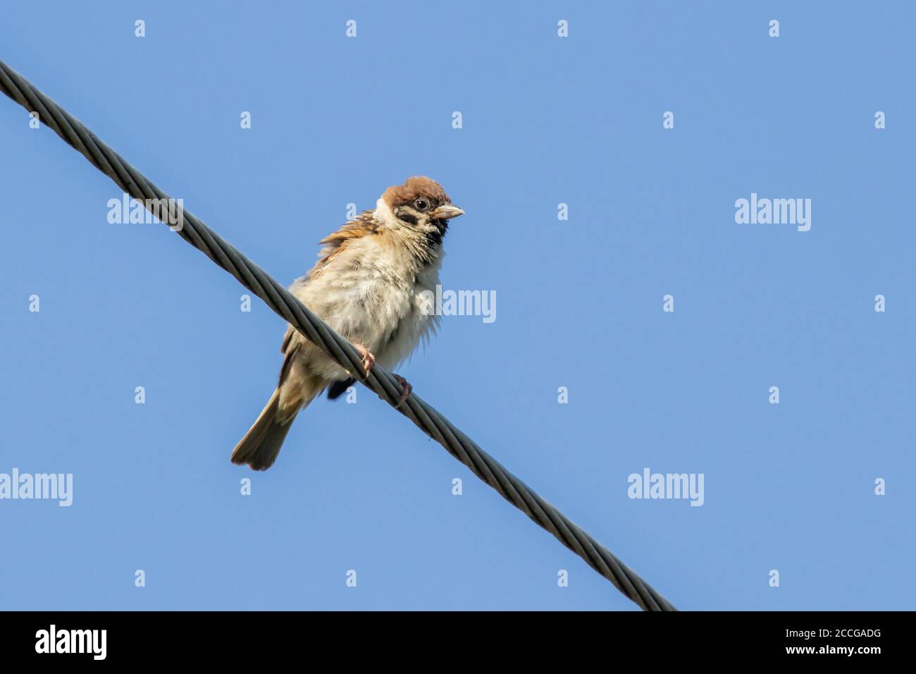 Sparrow sitting on cable hi-res stock photography and images - Alamy