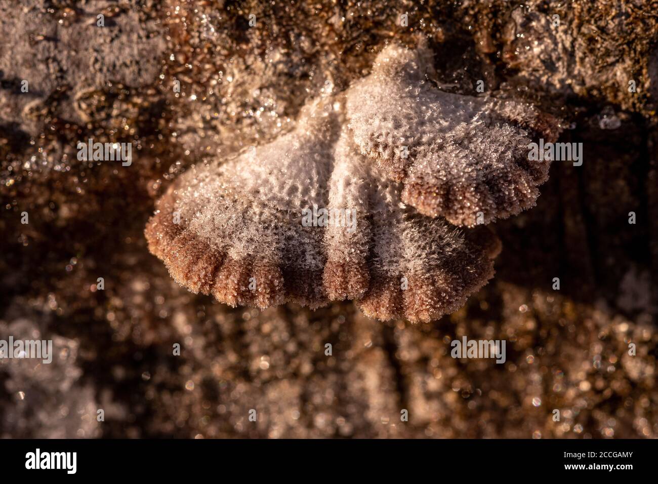 Tree fungi between ice crystals on a log, common split leaf ...