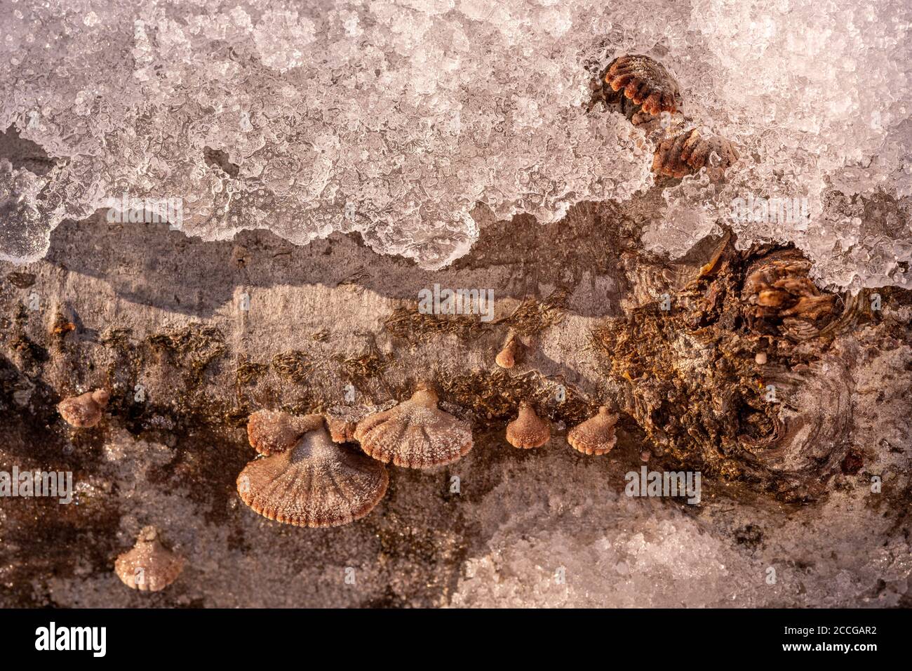 Tree fungi between ice crystals on a log, common split leaf ...