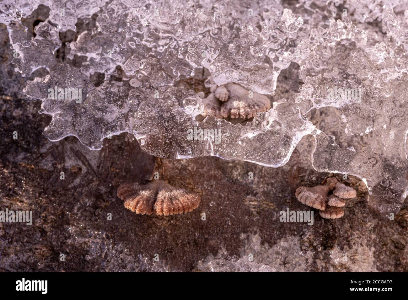 Tree fungi between ice crystals on a log, common split leaf ...