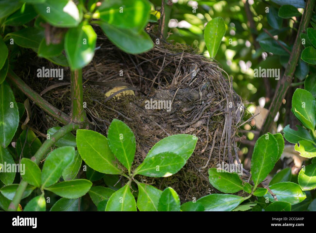 Abandoned bird nest Stock Photo - Alamy