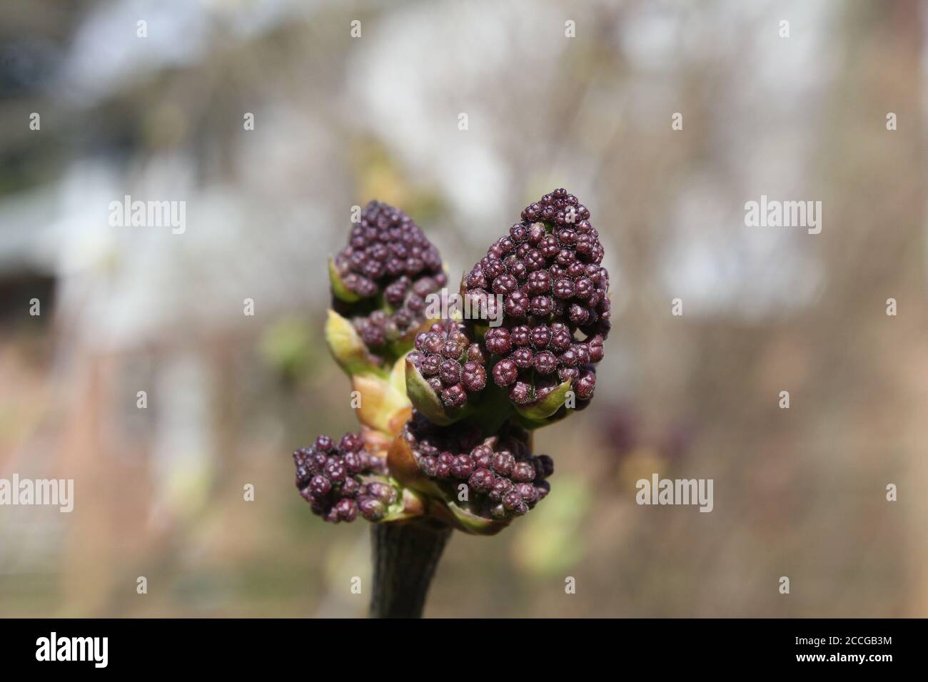 Fraxinus excelsior flowers hi-res stock photography and images - Alamy