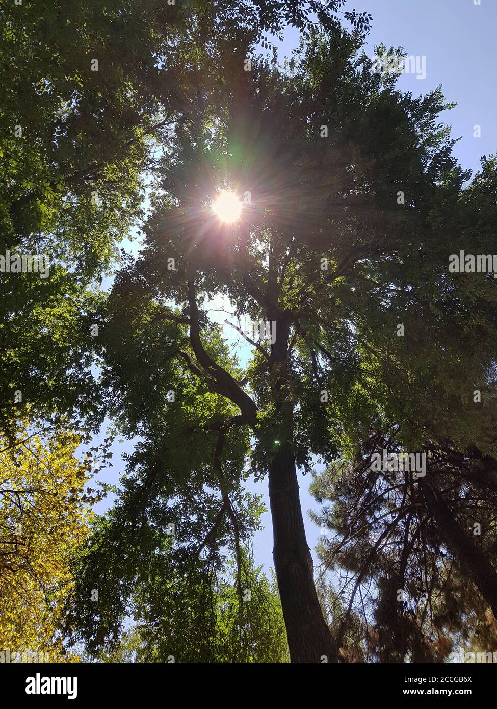 Low angle shot of trees and sunray Stock Photo - Alamy