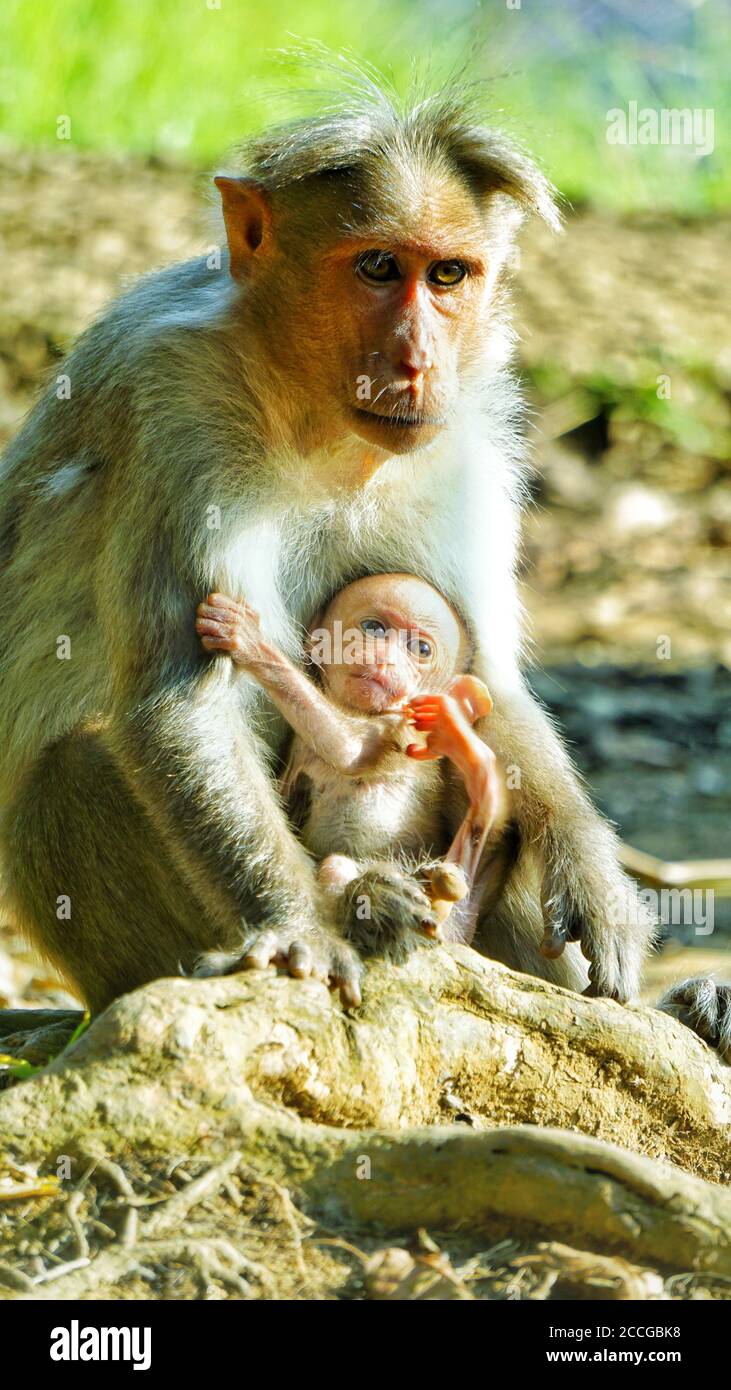 Barbara macaque hi-res stock photography and images - Alamy