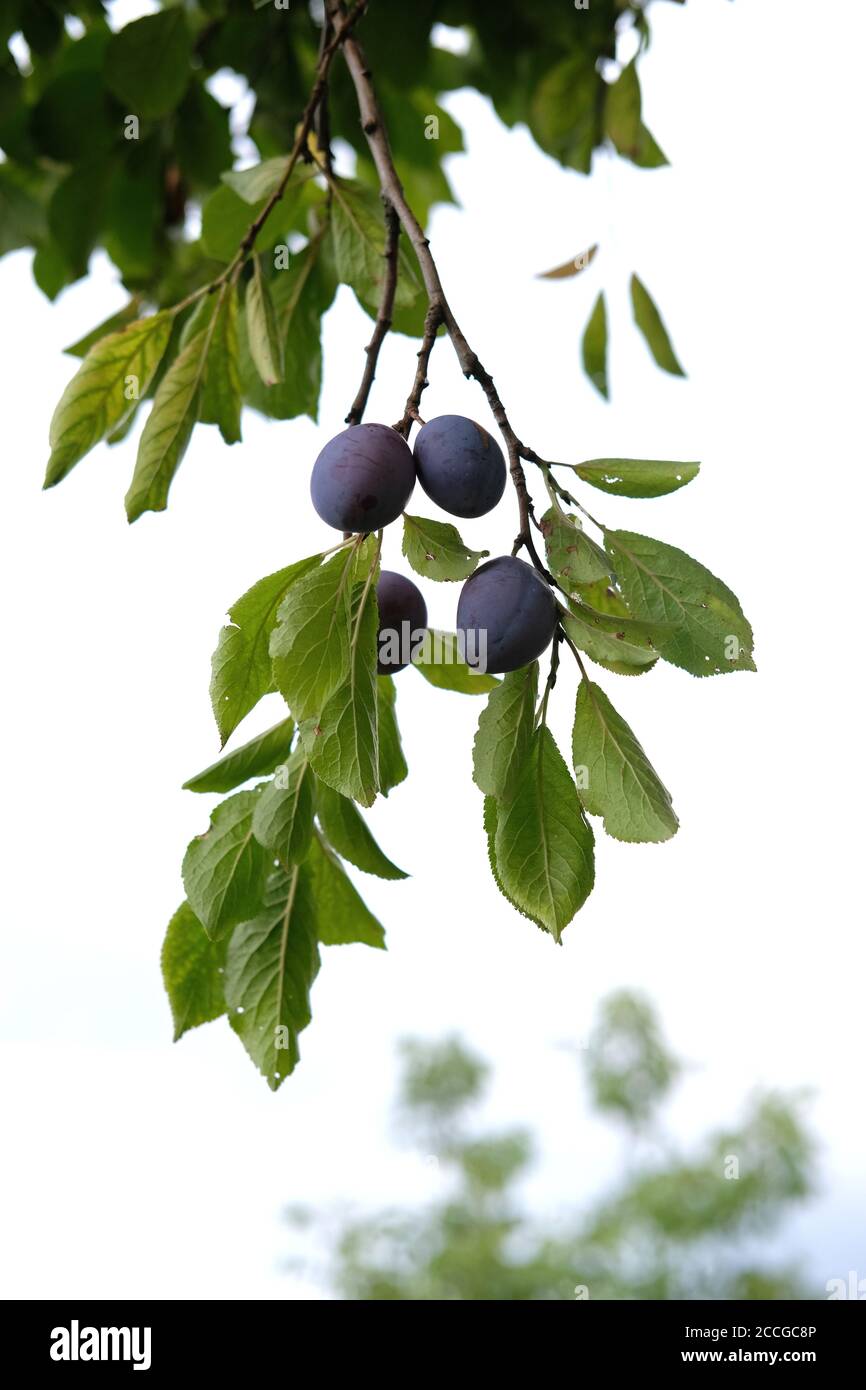 Small damson hi-res stock photography and images - Alamy