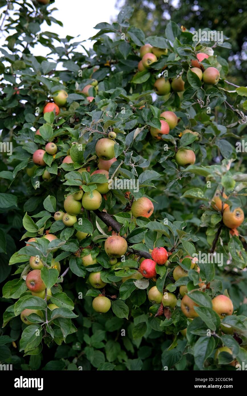Vertical shot of McIntosh red apples on a tree Stock Photo - Alamy