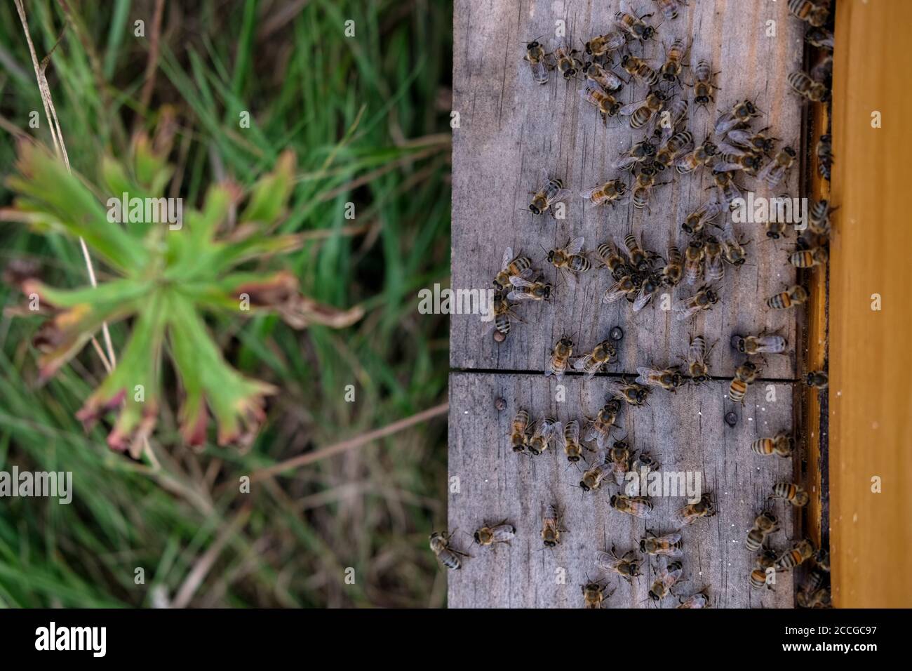 Beehive view hi-res stock photography and images - Alamy