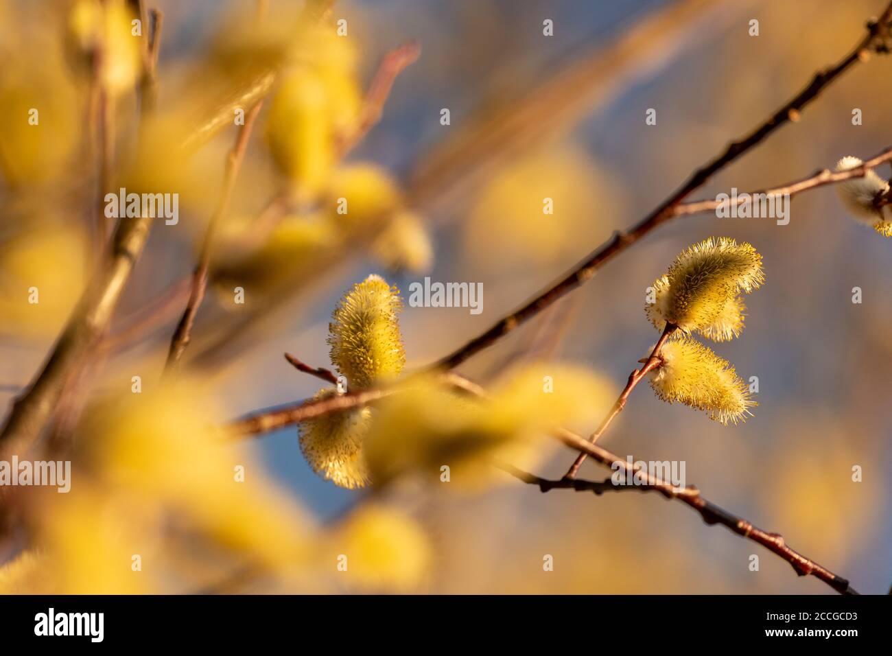 Pussy willow in spring in warm sunlight Stock Photo - Alamy