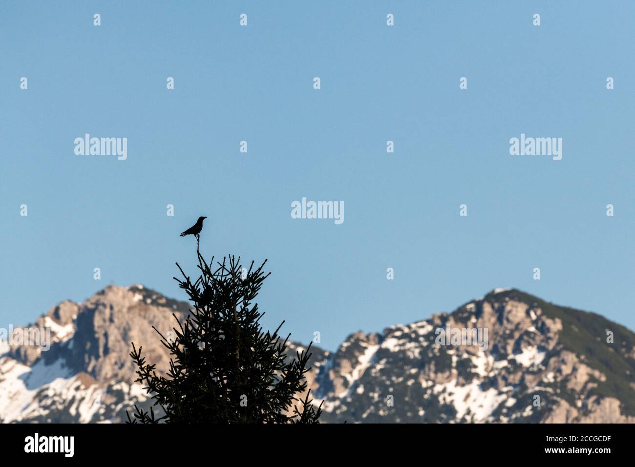 German fauna hi-res stock photography and images - Alamy