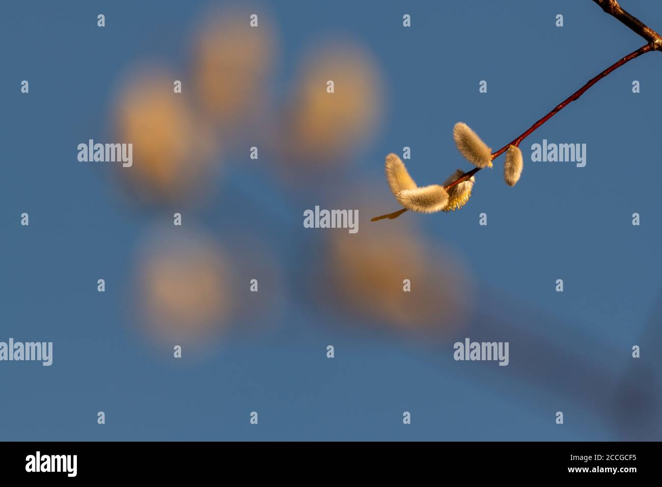 Pussy willow in spring in warm sunlight Stock Photo - Alamy