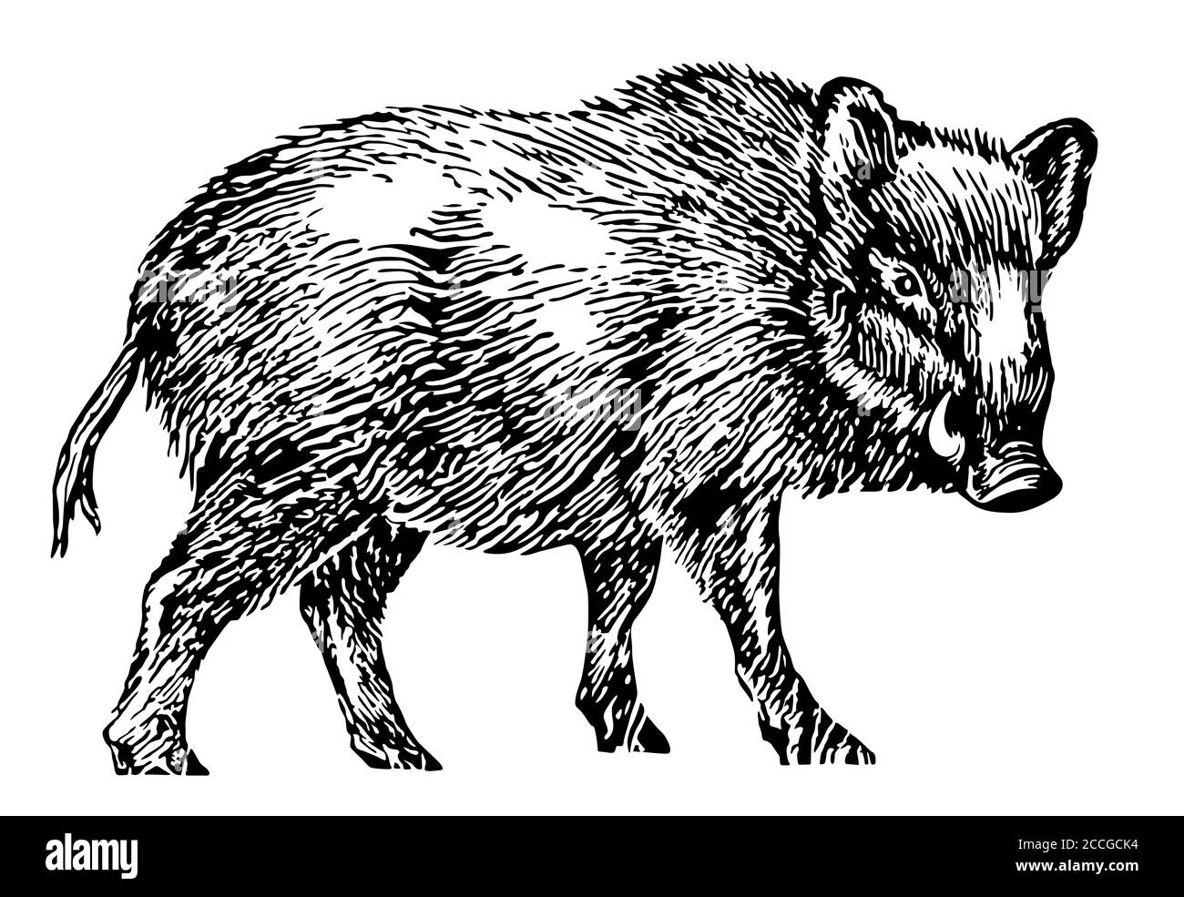 Wild boar body Stock Vector Images - Alamy