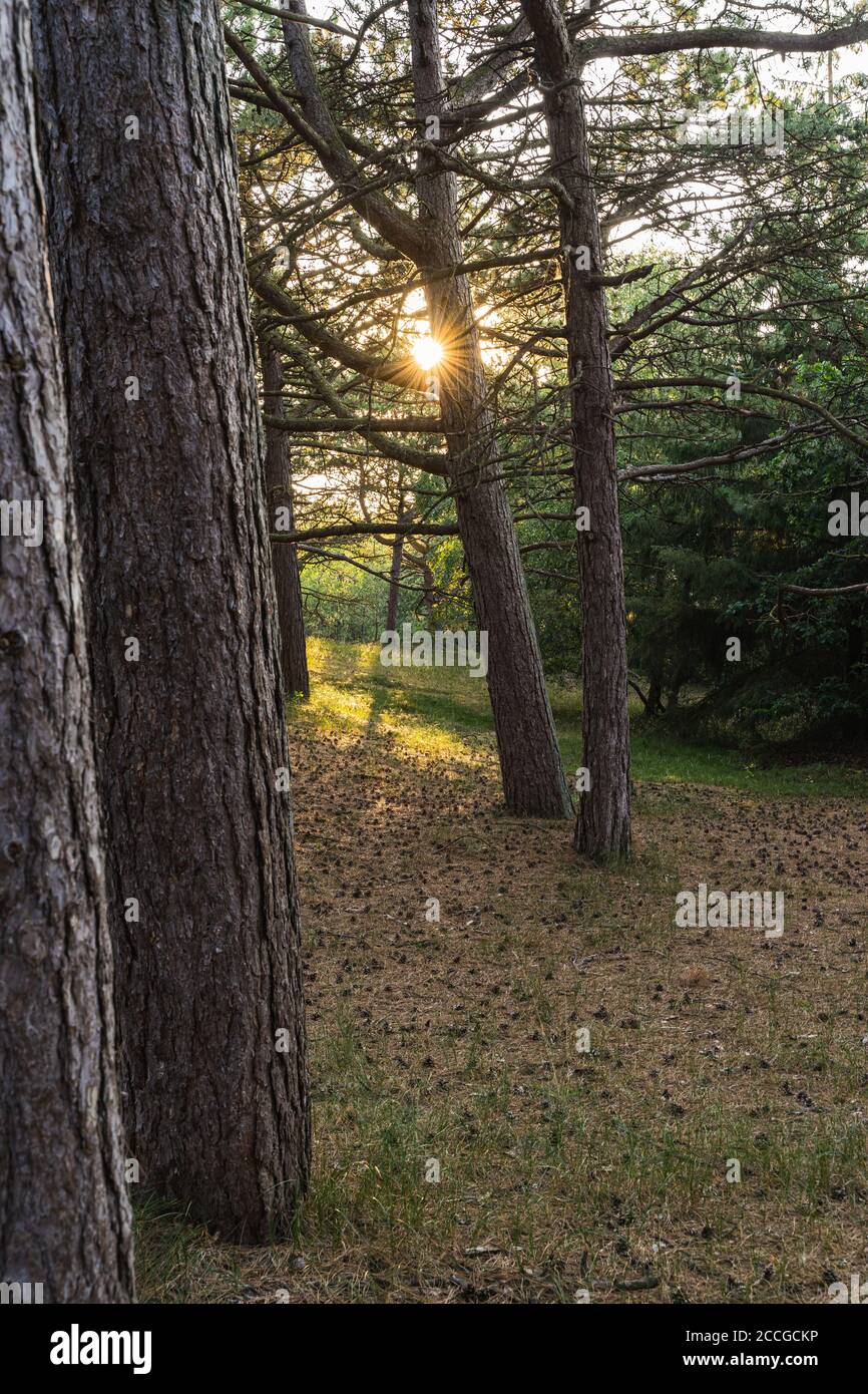 The sun with its rays between the trees of a light forest. An August ...