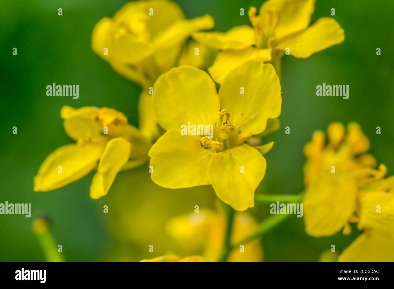 rape blossom branch in the season garden Stock Photo - Alamy