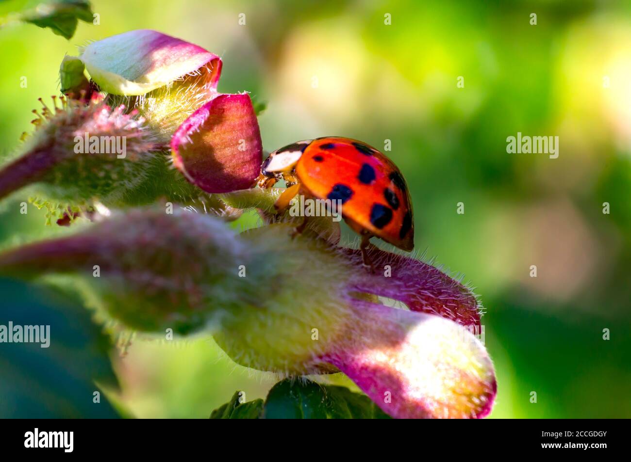 Lady Bug in my spring garden Stock Photo - Alamy