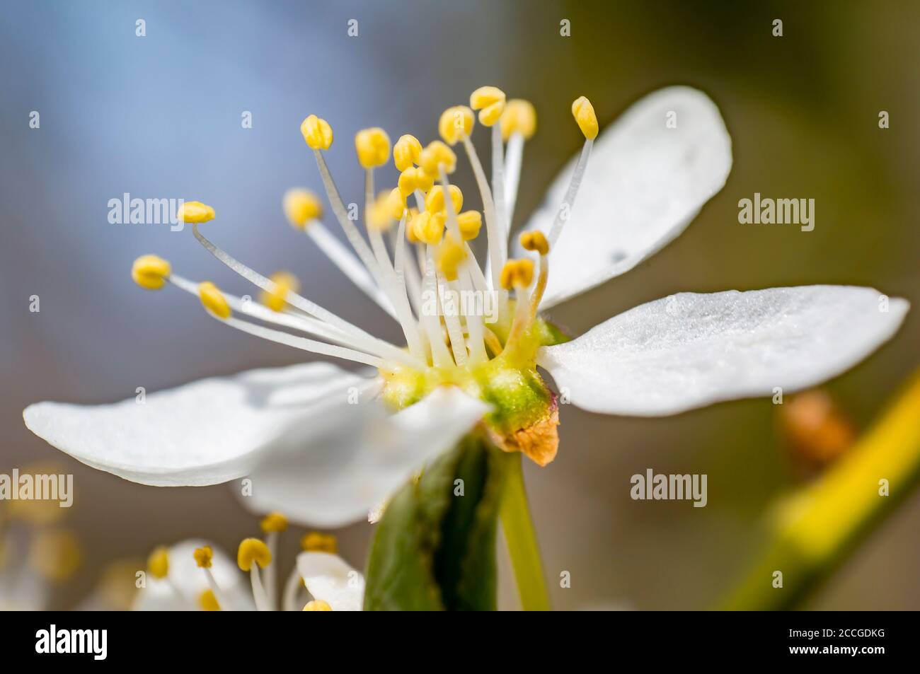 Spring Plum Blossom in April Stock Photo - Alamy