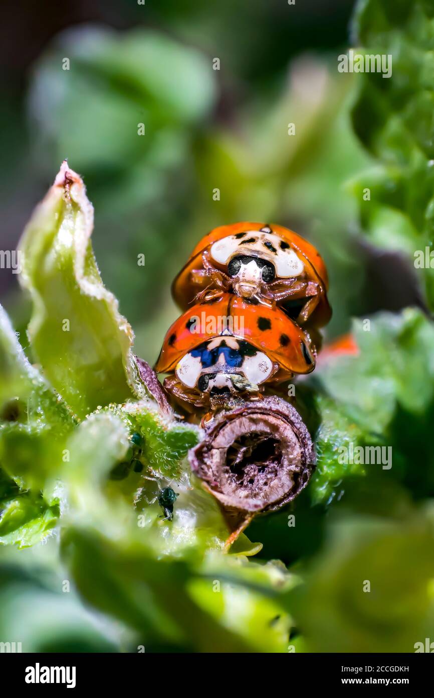 Lady Bug in my spring garden Stock Photo - Alamy