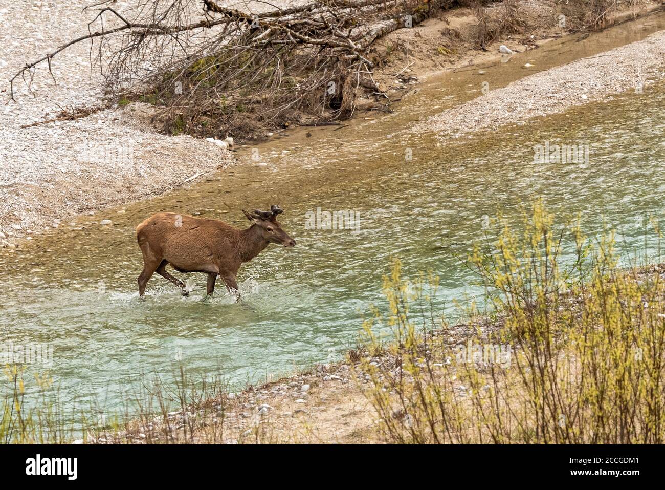 Floating deer hi-res stock photography and images - Alamy