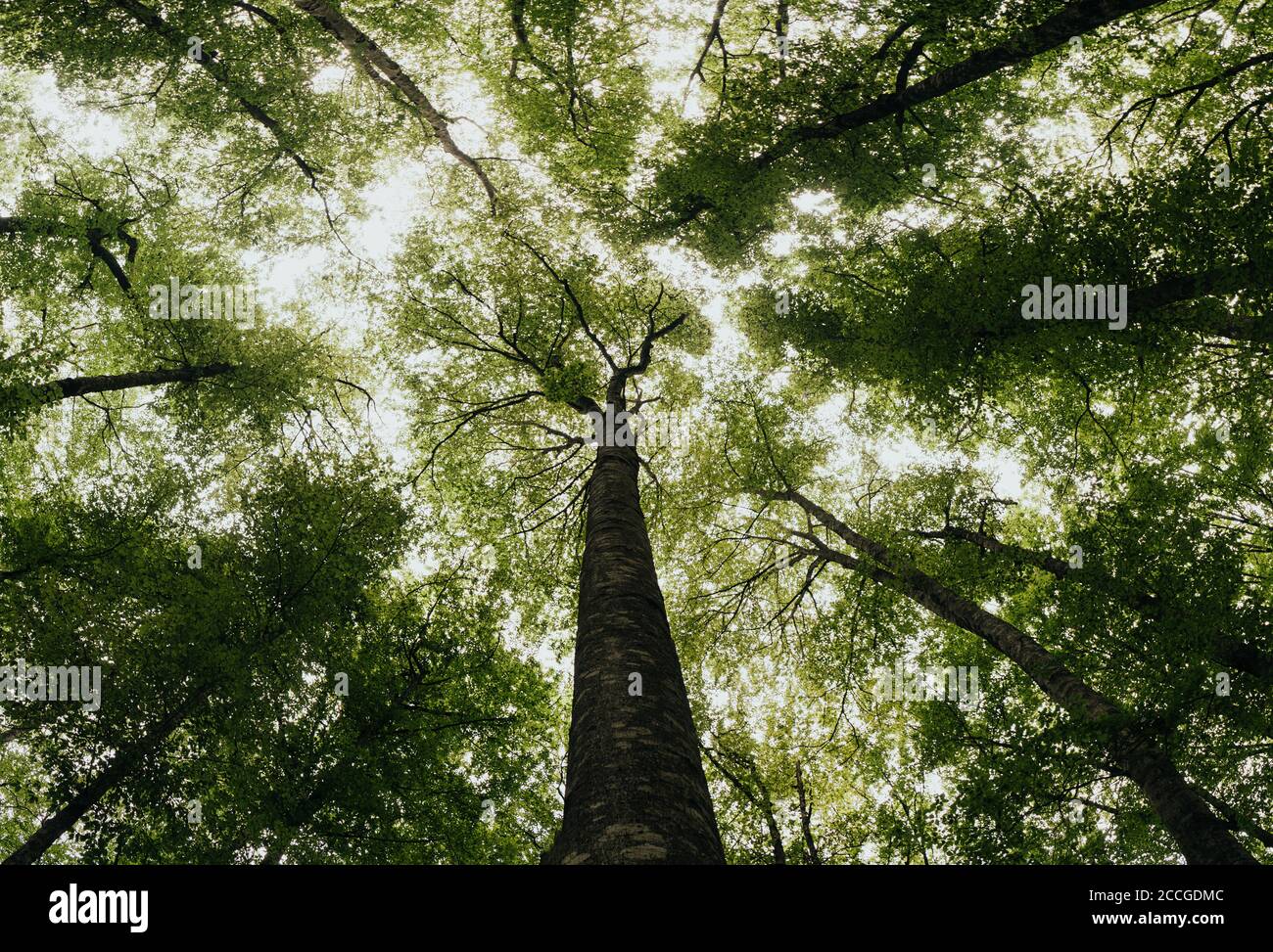 Low angle shot from a forest Stock Photo - Alamy