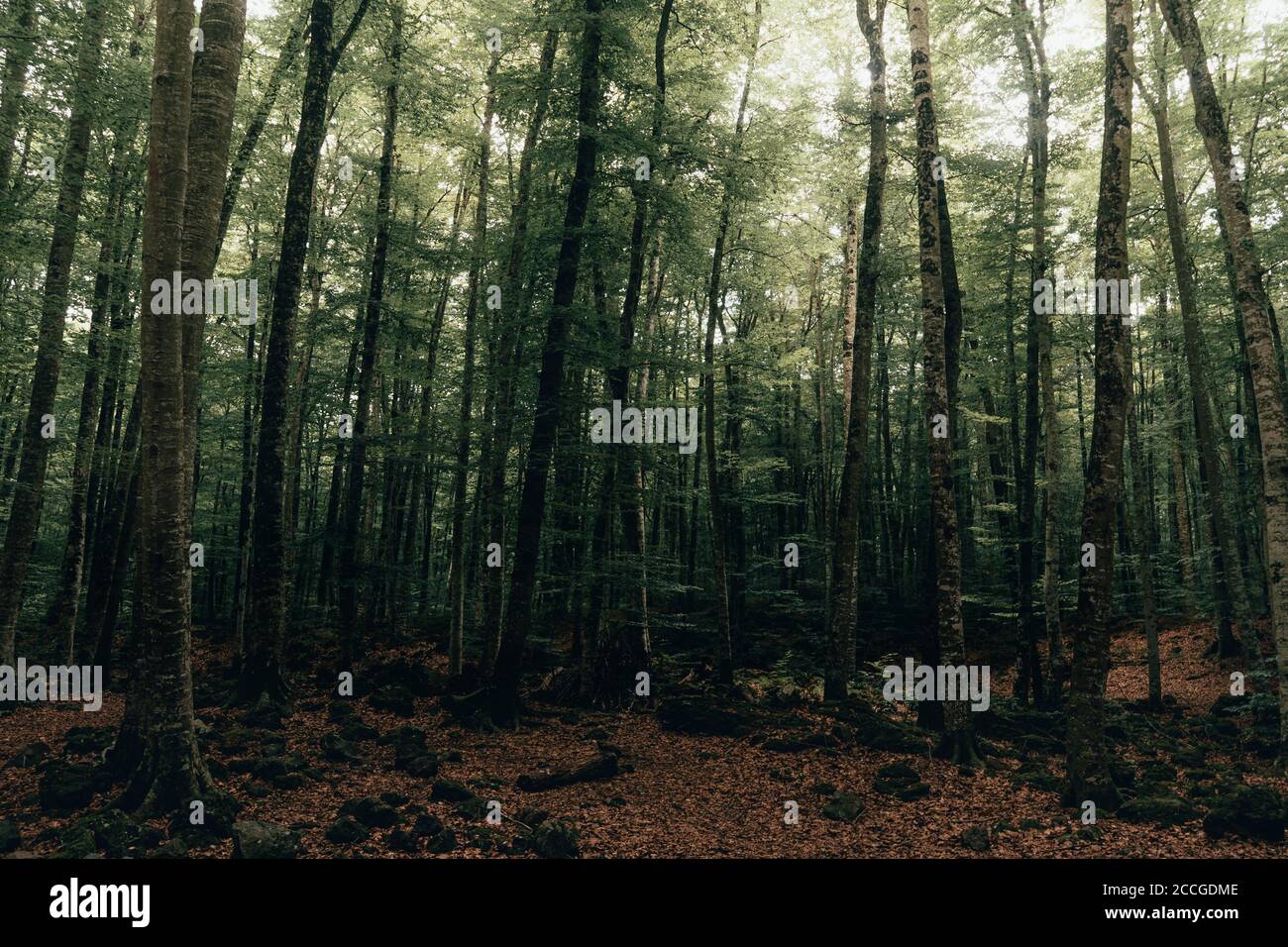 Beautiful shot from a forest Stock Photo - Alamy