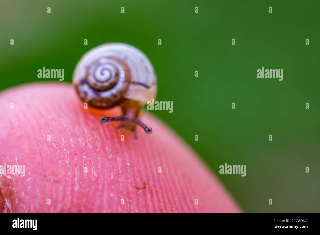 tiny snail on my fingers Stock Photo - Alamy
