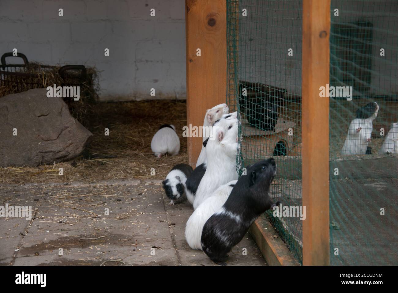 Selective focus funny piggy hi-res stock photography and images - Alamy