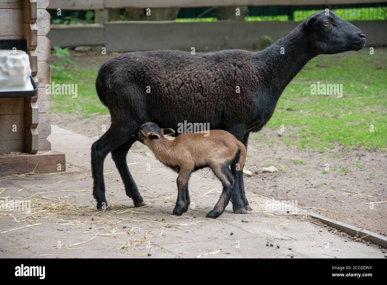 Sheep hissar hi-res stock photography and images - Alamy