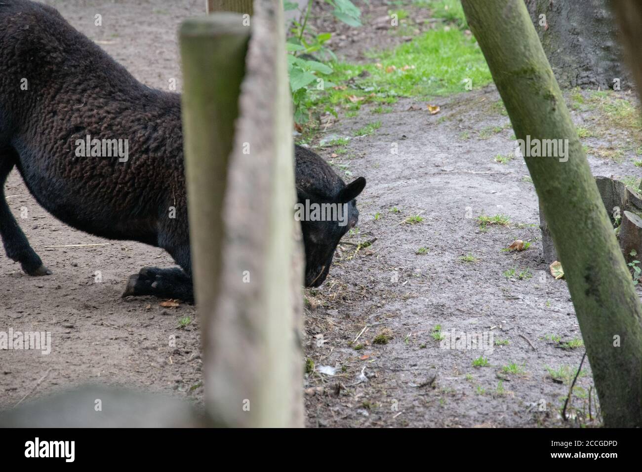 Hissar sheep hi-res stock photography and images - Alamy