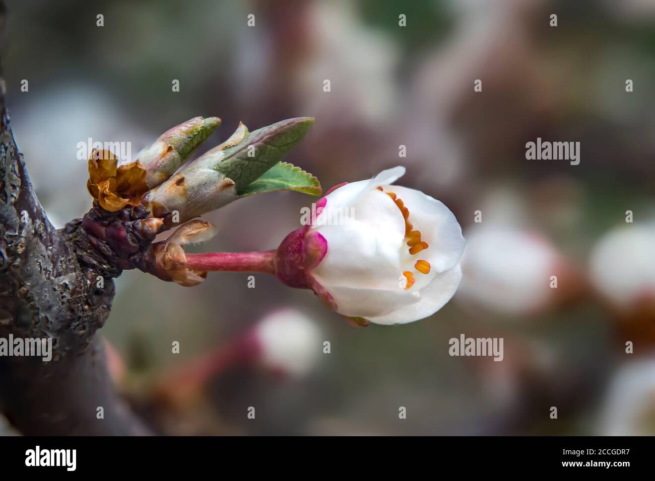 Cherry blossom bud hi-res stock photography and images - Alamy