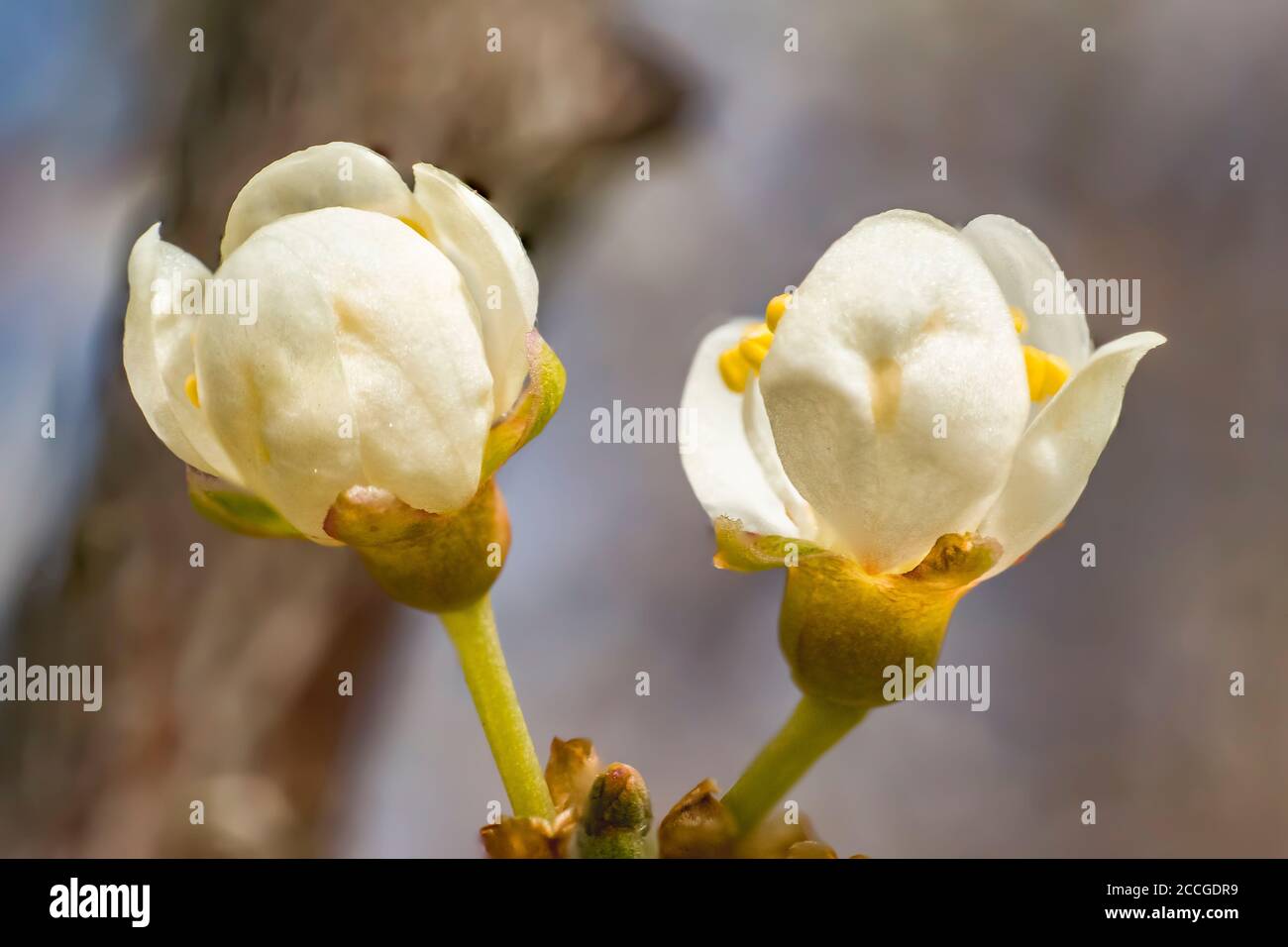 Close up mirabelle blossom hi-res stock photography and images - Alamy