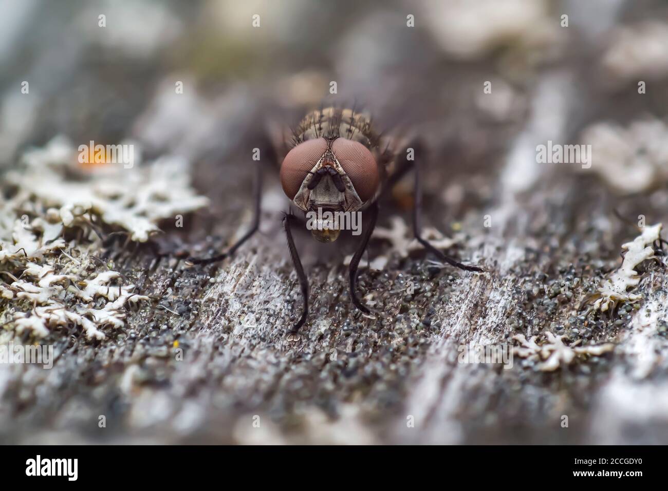 first little fly in spring season Stock Photo - Alamy