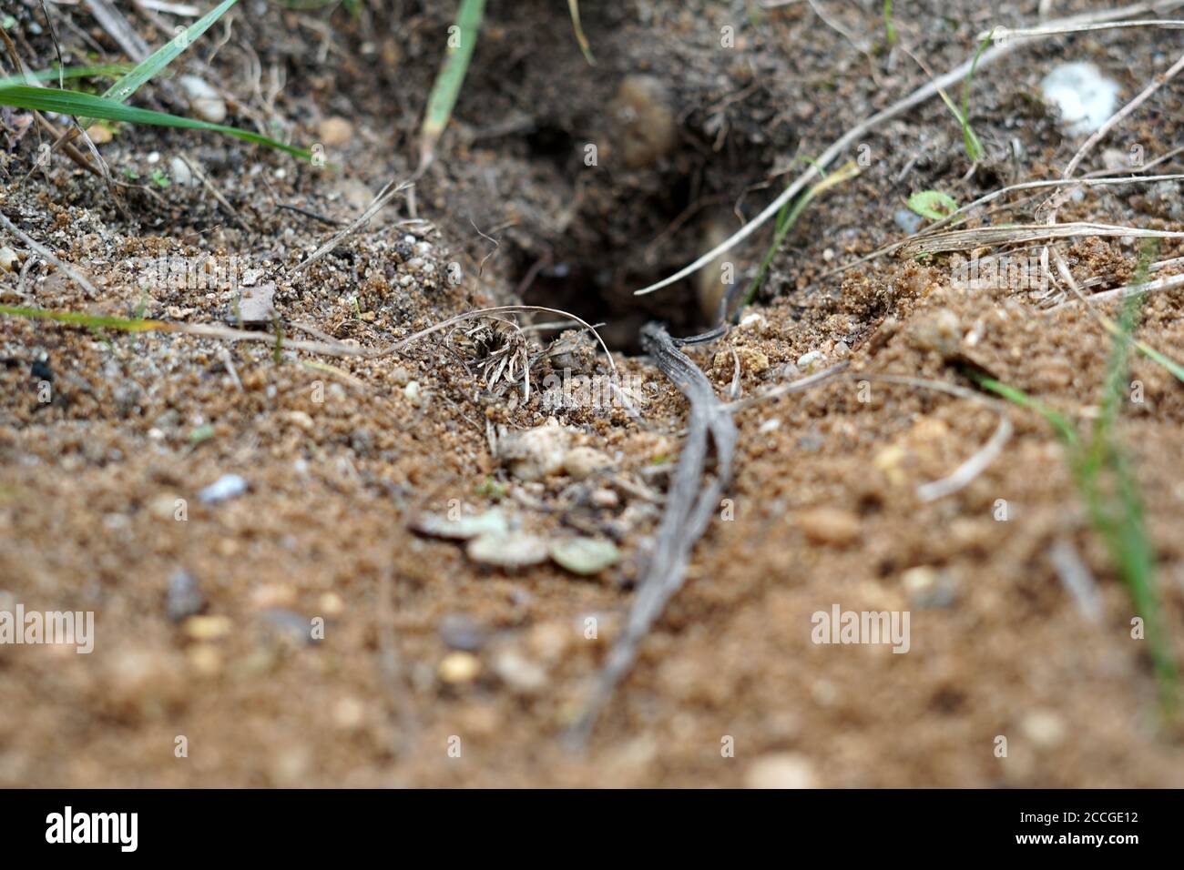 Selective focus shot of the ground Stock Photo - Alamy