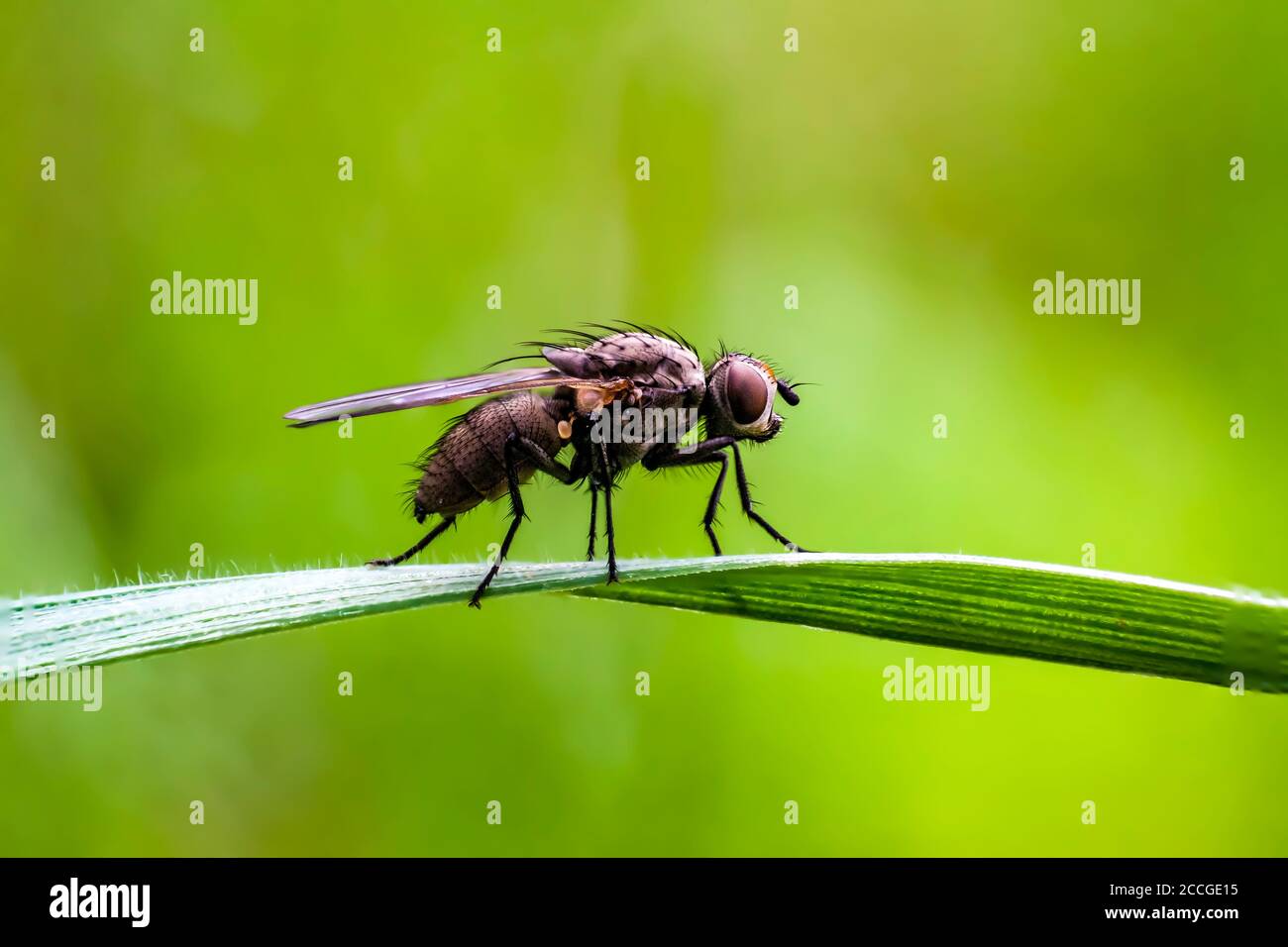 first little fly in spring season Stock Photo - Alamy