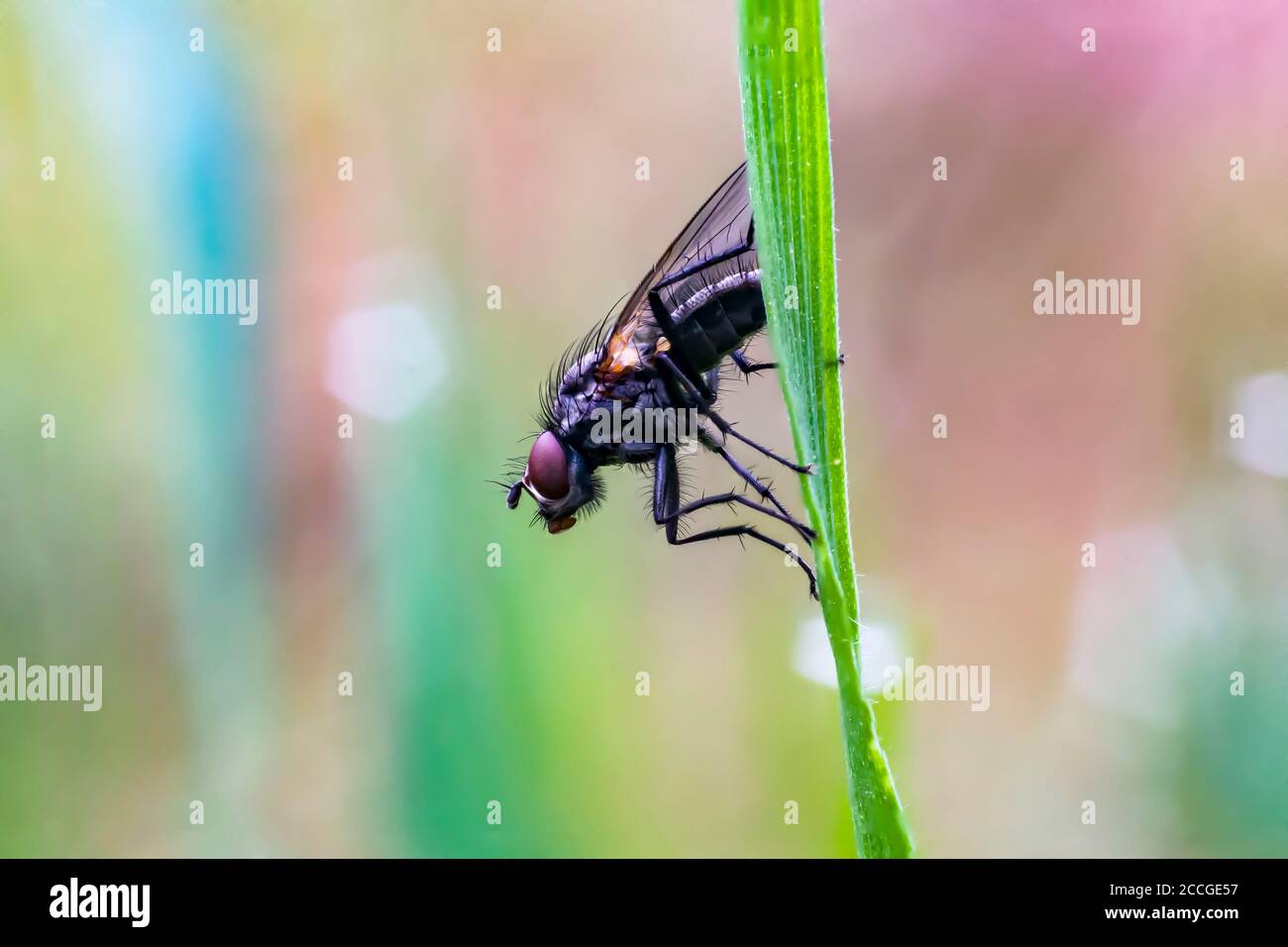 first little fly in spring season Stock Photo - Alamy